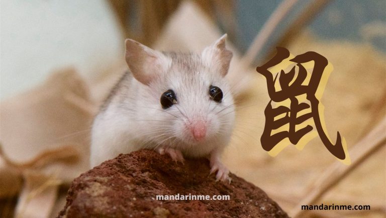 Karakter Shio Tikus 鼠 shǔ dan karier - MandarinMe